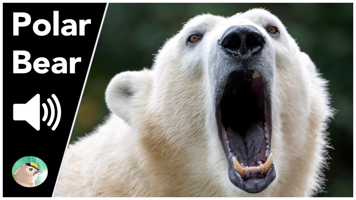 Polar Bear Roar Meme Sound Effect - Voicy