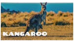 Kangaroo Sound Sounds and Sound Effects - Voicy