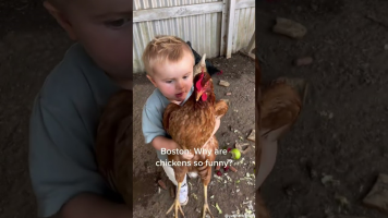 Because (why are chickens so funny?) Meme Sound Effect - Voicy