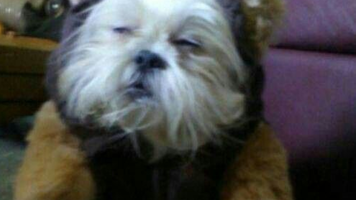 Ta-daaaaa Meme Sound Effect - Voicy