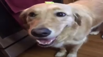 memes , butter dog Meme Sound Effect - Voicy
