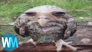 My goofy ahh daddy Meme Sound Effect - Voicy