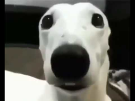 pipipi Meme Sound Effect - Voicy