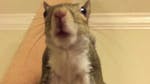 Official Squirrel Sound Effects Soundboard - Voicy