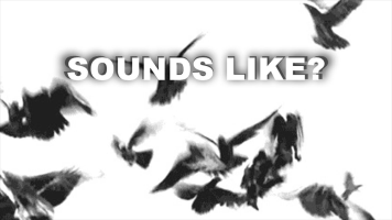 Bird Flapping Wings 6 Meme Sound Effect - Voicy