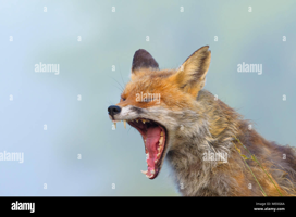 Fox Screaming 5 Meme Sound Effect - Voicy