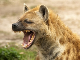 Crying Hyena Meme Sound Effect - Voicy