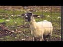 Official Goat Sound Effects Soundboard - Voicy