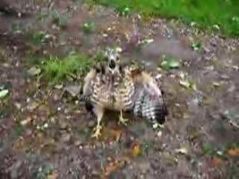 Baby Hawk Sounds Meme Sound Effect - Voicy