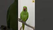 Official Parrot Sound Effects Soundboard - Voicy