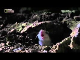 Screaming Mouse Meme Sound Effect - Voicy