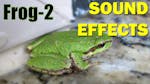 Amphibian Sounds and Sound Effects - Voicy