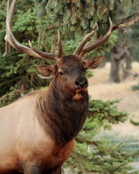 elk Meme Sound Effect - Voicy