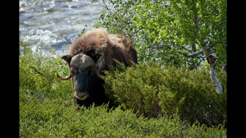 Musk Ox noise Meme Sound Effect - Voicy