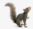 Official Squirrel Sound Effects Soundboard - Voicy
