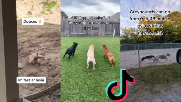 I'm Fast AF Boi Meme Sound Effect - Voicy