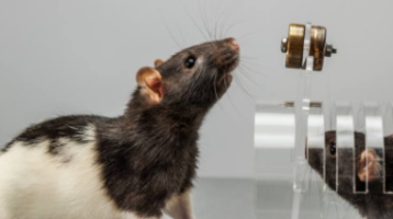 Oh shit a rat meme Meme Sound Effect - Voicy