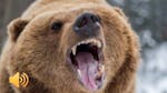 Bear Sounds and Sound Effects - Voicy