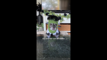 bork Meme Sound Effect - Voicy