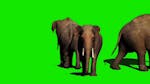 Elephant Sounds and Sound Effects - Voicy