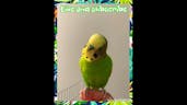 Official Parrot Sound Effects Soundboard - Voicy