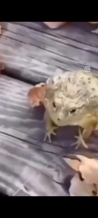 Sapo sorrindo Meme Sound Effect - Voicy