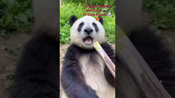 Panda Eating Sound Meme Sound Effect - Voicy
