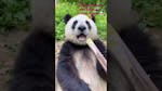 Official Panda Sound Effects Soundboard - Voicy