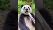 Official Panda Sound Effects Soundboard - Voicy