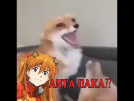 ANTA BAKA Meme Sound Effect - Voicy
