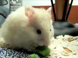 nom nom Meme Sound Effect - Voicy