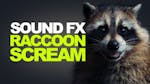 Official Raccoon Sound Effects Soundboard - Voicy