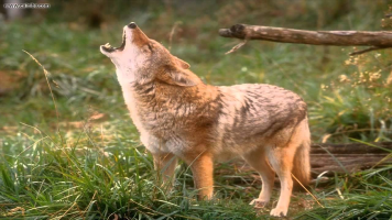 Growl Meme Sound Effect - Voicy