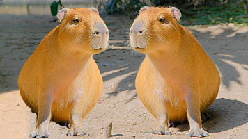 capybara Meme Sound Effect - Voicy
