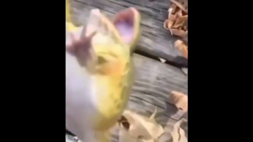 Muahahahahaha Meme Sound Effect - Voicy