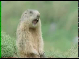 Allan Meme Sound Effect - Voicy