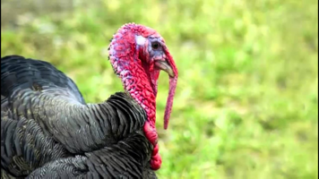 Turkey Call Meme Sound Effect - Voicy