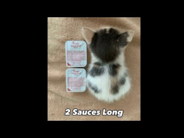 Sauce Long Cat meme Meme Sound Effect - Voicy