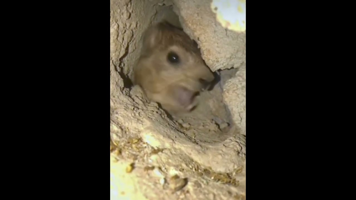 Awawa Meme Sound Effect - Voicy