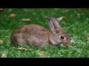 Official Rabbit Sound Effects Soundboard - Voicy