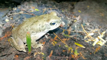 Frogzilla Meme Sound Effect - Voicy