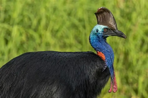Cassowary Roar Meme Sound Effect - Voicy