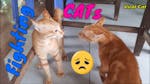 Official Cat Fights Sound Effects Soundboard - Voicy