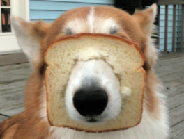 Falling Toast Meme Sound Effect - Voicy