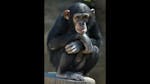 Official Chimpanzee Soundboard - Voicy