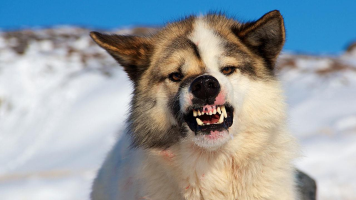 Dog Growling Meme Sound Effect - Voicy