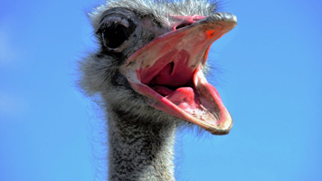 Ostrich 3 Meme Sound Effect - Voicy