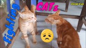Official Cat Fights Sound Effects Soundboard - Voicy