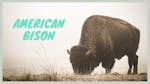 Official Buffalo and Bison Sounds Soundboard - Voicy