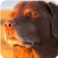 Let Me Know Meme Sound Effect - Voicy